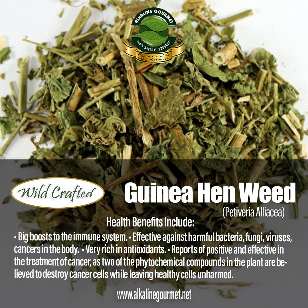 Guinea Hen Weed (Petiveria Alliacea) | Shop Alkaline Gourmet