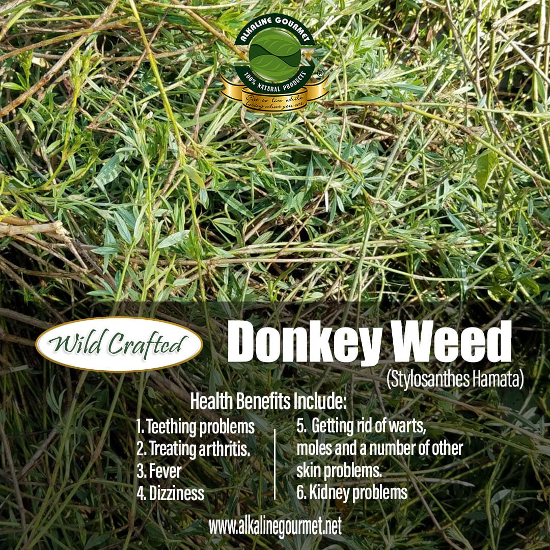 Donkey Weed (Stylosanthes Hamata) | Shop Alkaline Gourmet